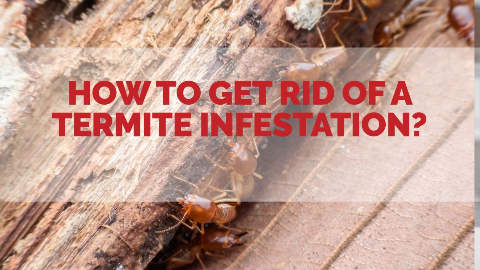 How to Get Rid of a Termite Infestation? | Aardwolf Pestkare