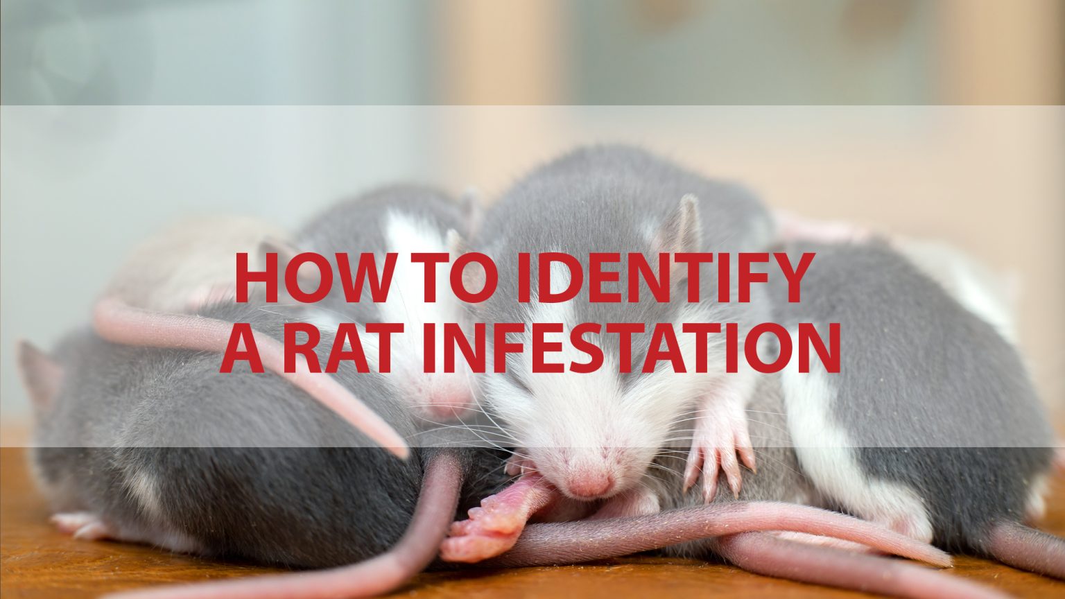 Signs of a Rat Infestation | Common Species of Rodents in Singapore