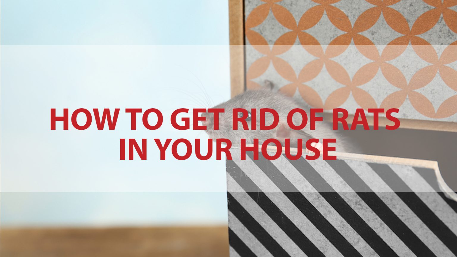 How to Get Rid of Rats | Simple Tips to Help Get Rid of Rats