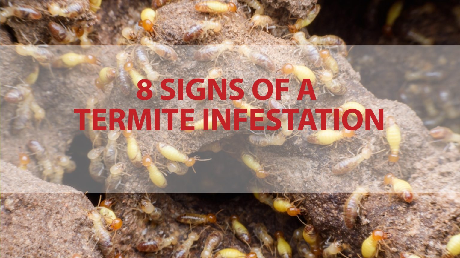 8 Signs of a Termite Infestation