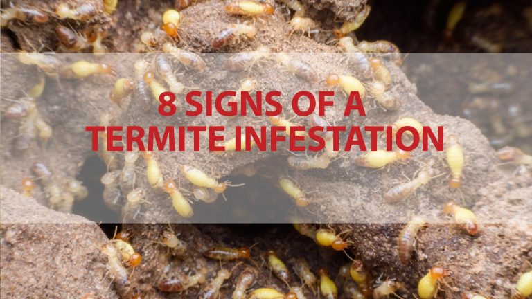 8 Signs of a Termite Infestation