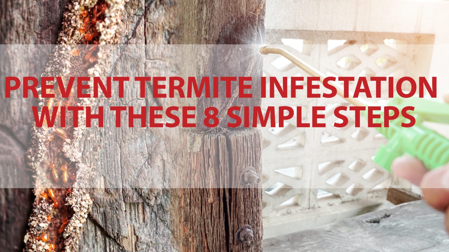 Prevent Termite Infestation With These 8 Simple Steps Prevent Termite Infestation With These 8 Simple Steps