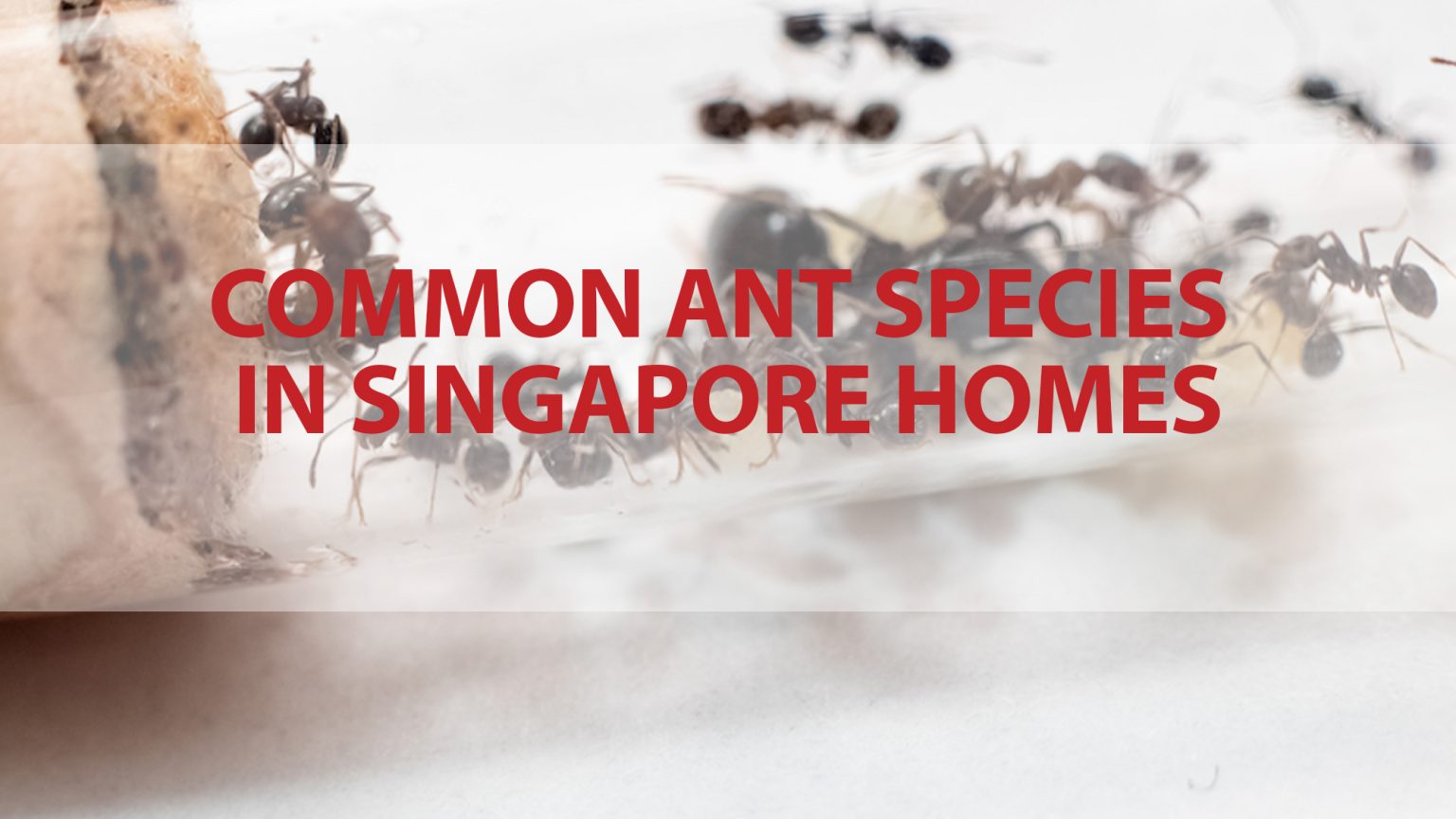 Common Ant Species in Singapore Homes | Ant Management