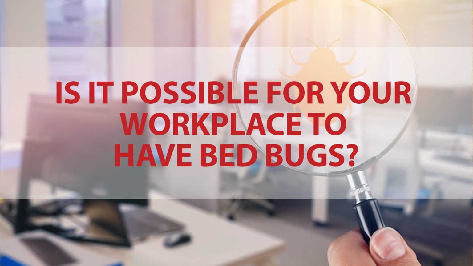 Is it possible for Your Workplace to have Bed Bugs?