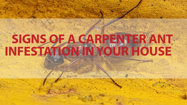Signs of a Carpenter Ant Infestation in Your House