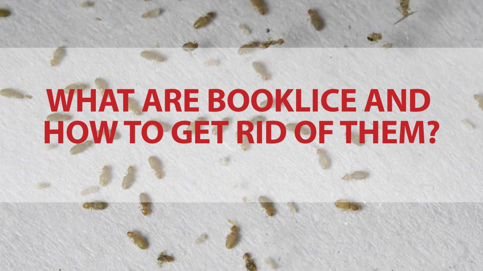 What Are Booklice and How to Get Rid of Them?