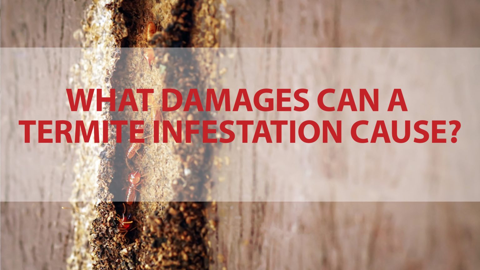 What Damages Can Termite Infestations Cause?