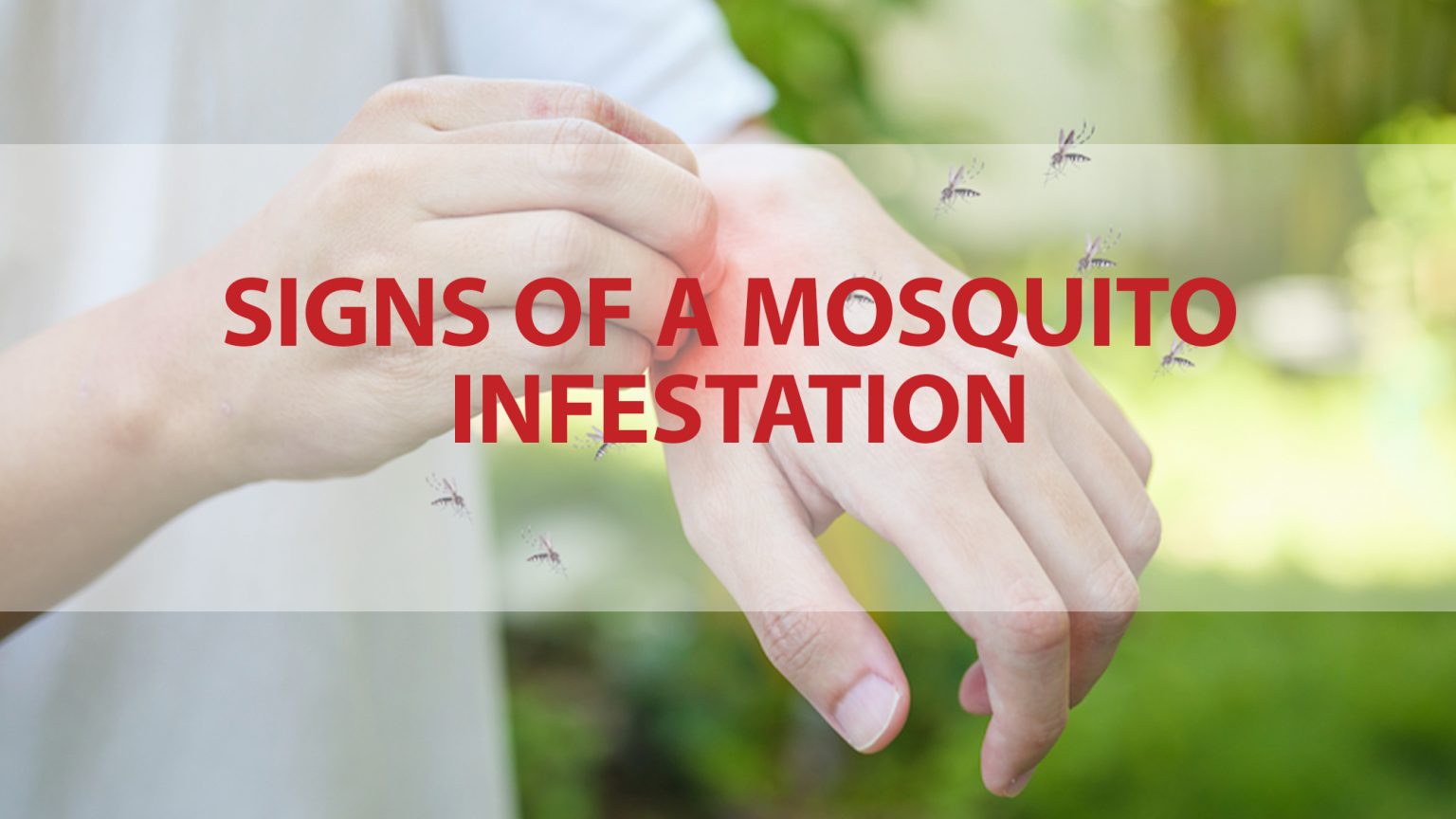 Signs of a Mosquito Infestation