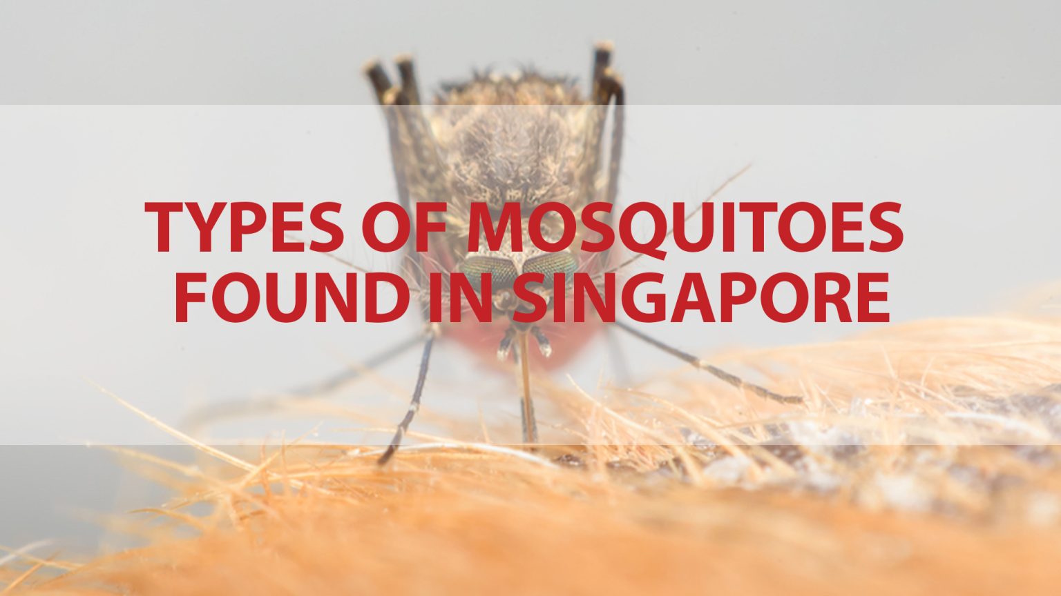 Types of Mosquitoes Found in Singapore