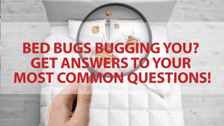 Bed Bugs Bugging You? Get Answers to Your Most Common Questions!