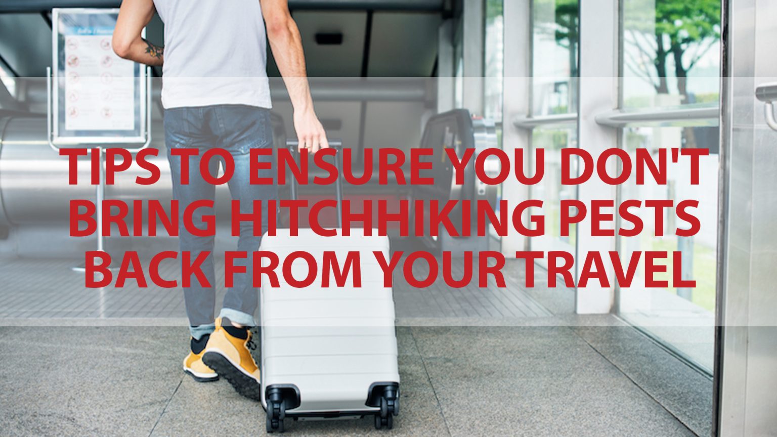 Tips to Ensure You Don't Bring Hitchhiking Pests Back From Your Travel
