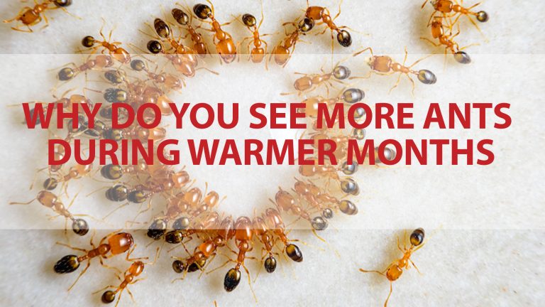 Why Do You See More Ants During Warmer Months