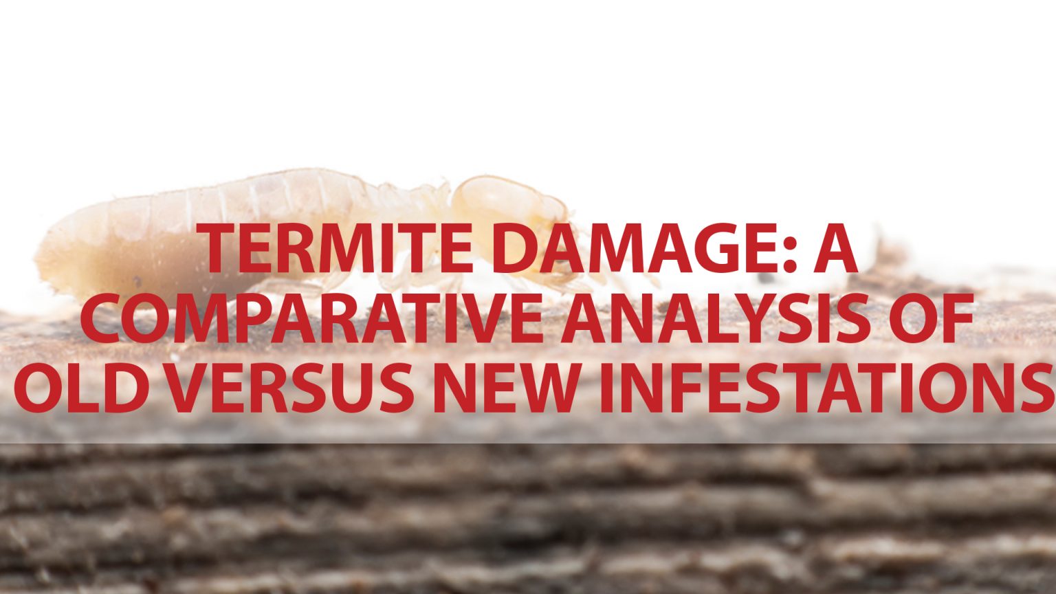Termite Damage: A Comparative Analysis of Old Versus New Infestations