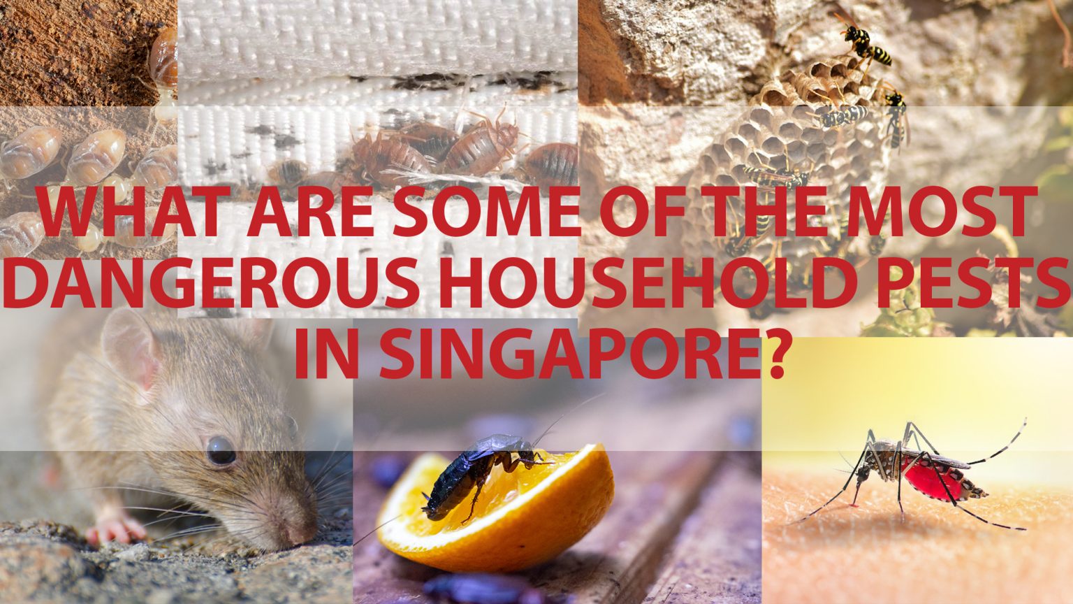 Some of the Most Dangerous Household Pests in Singapore