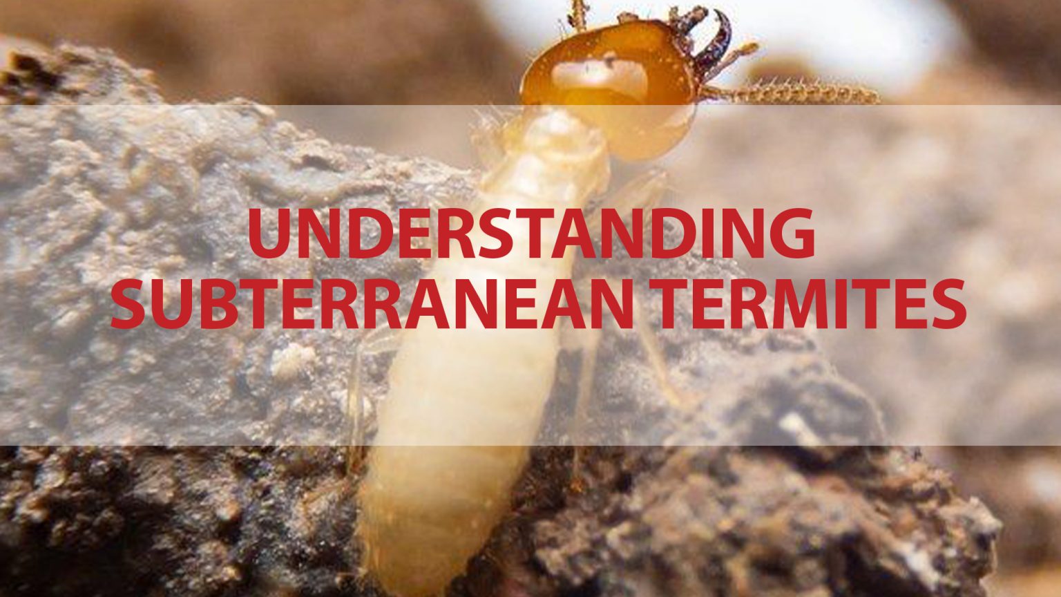 Understanding Subterranean Termite
