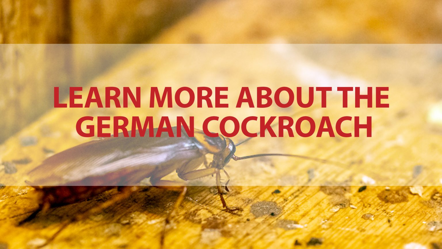 Learn More About the German Cockroach