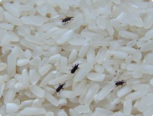 Stored Product Insects