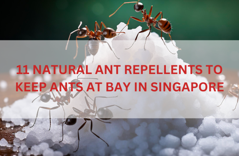 11 Natural Ant Repellents to Keep Ants at Bay in Singapore